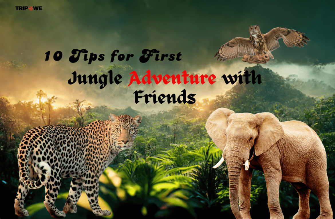 Exploring the Forest: 10 Tips for Your First Jungle Adventure with ...